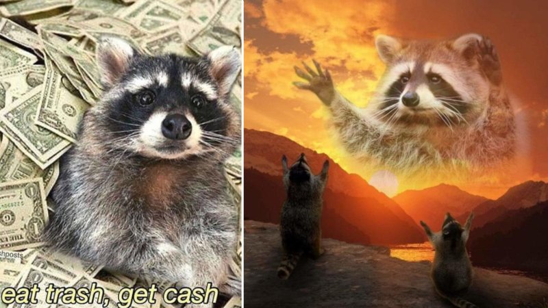 19 Trash Pandas To Start Your Week With Positivity | Know Your Meme