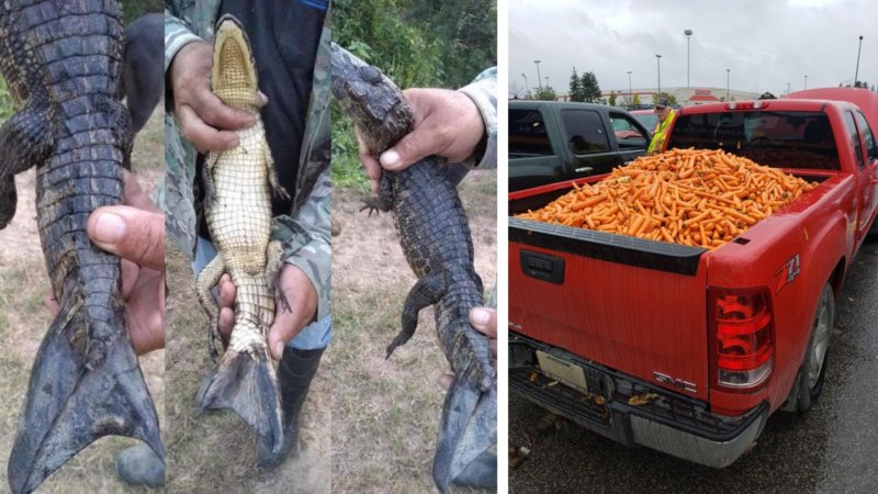 25 Mildly Interesting Pictures From Curious Redditors | Know Your Meme