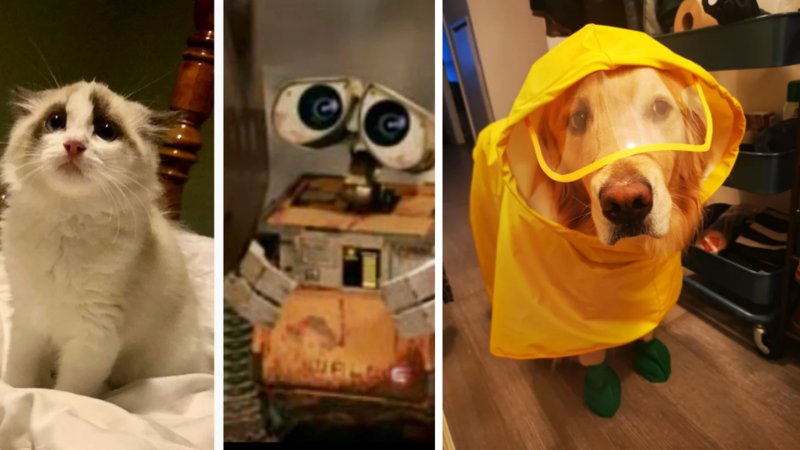 Start Your Week Right With Best Of Reddit's 'Aww' | Know Your Meme