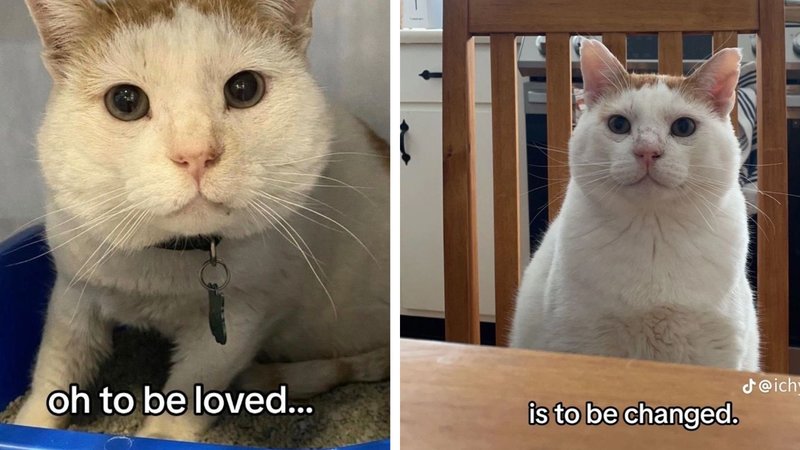 20 Before And After Images Of Pets In The 'To Be Loved Is To Be Changed' TikTok ... | Know Your Meme