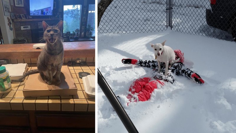 15 Entitled Animals Being Huge Jerks | Know Your Meme