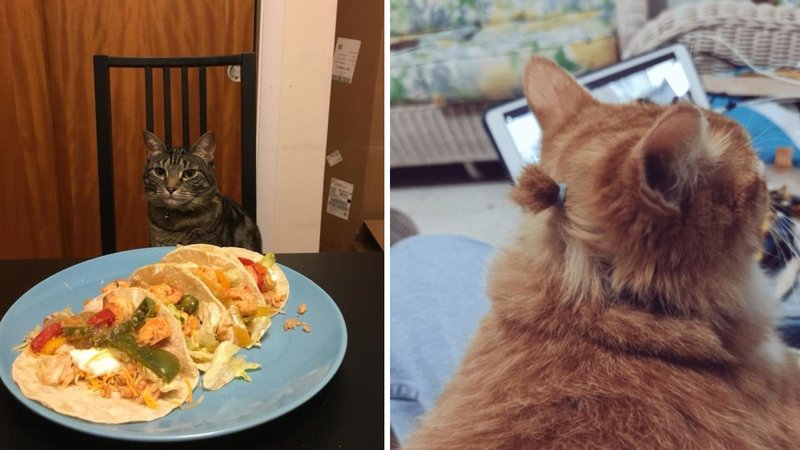25 Adorable Cats That Are Curiously Relatable | Know Your Meme