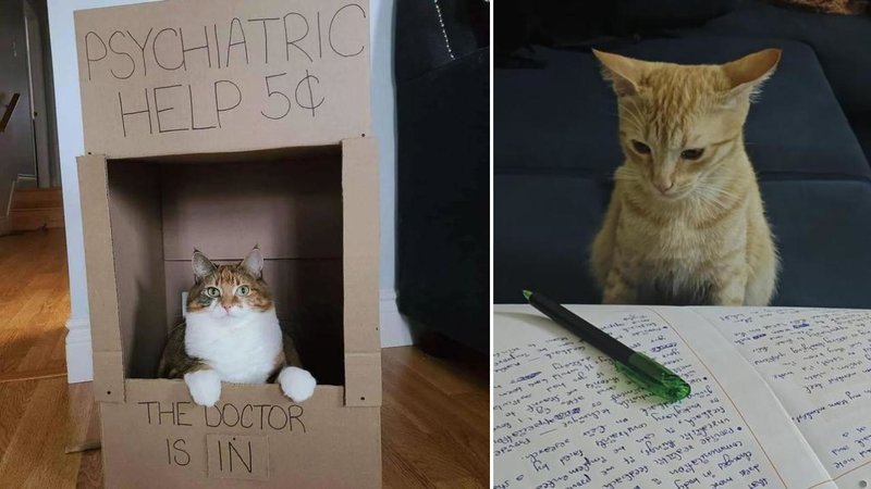 These 25 Cats Appear To Have Jobs | Know Your Meme