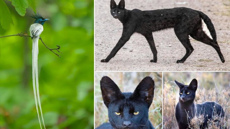 Who Knew These Weird Animals Existed? | Know Your Meme