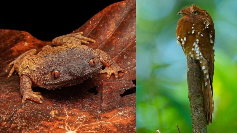 25 Unknown Animals You Might Not Know Exist | Know Your Meme