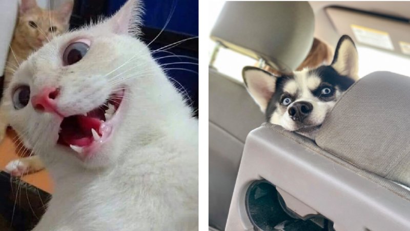 25 Cute Animals Being Derpy With Their Owners | Know Your Meme