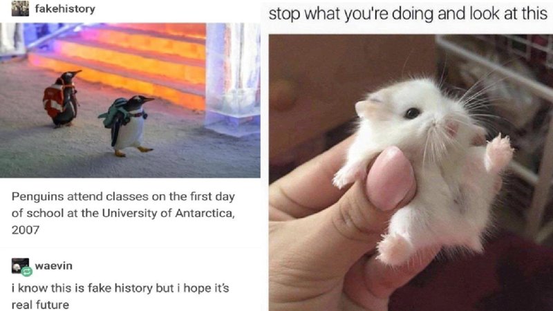 25 Wholesome Memes To Brighten Your Week | Know Your Meme