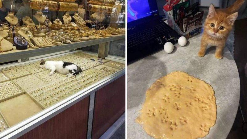 25 Hardworking Cats With Jobs | Know Your Meme