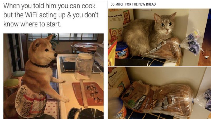 25 Wholesome Memes That Radiate Cuteness And Good Vibes | Know Your Meme