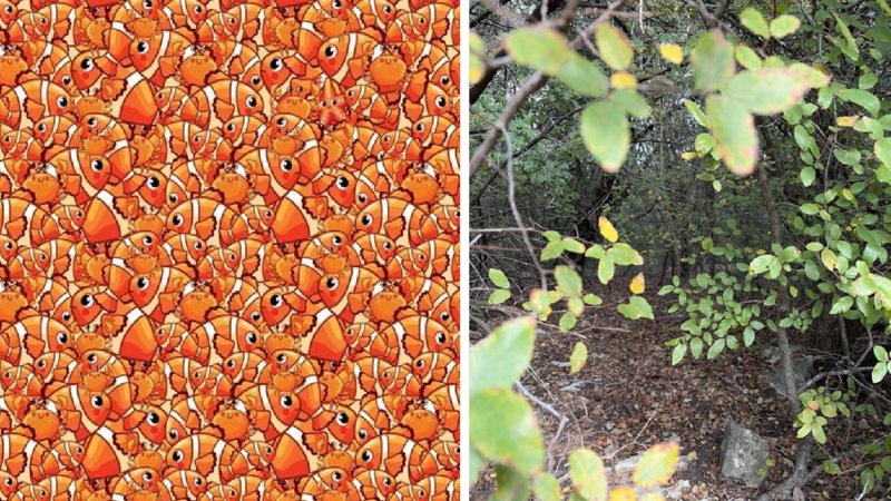Can You Find The Hidden Objects In These Fun Puzzles? | Know Your Meme