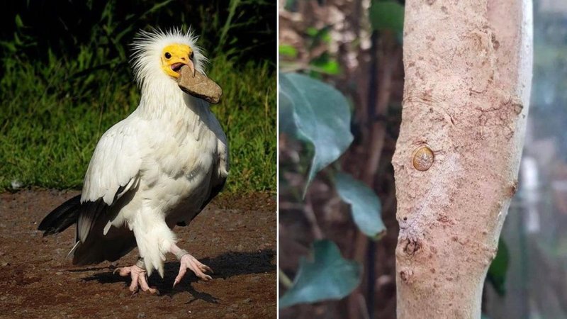 Bizarre Creatures You Might Not Know Exist | Know Your Meme