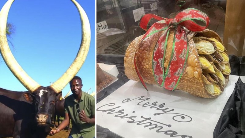 These Absolute Units Are Oddly Massive | Know Your Meme