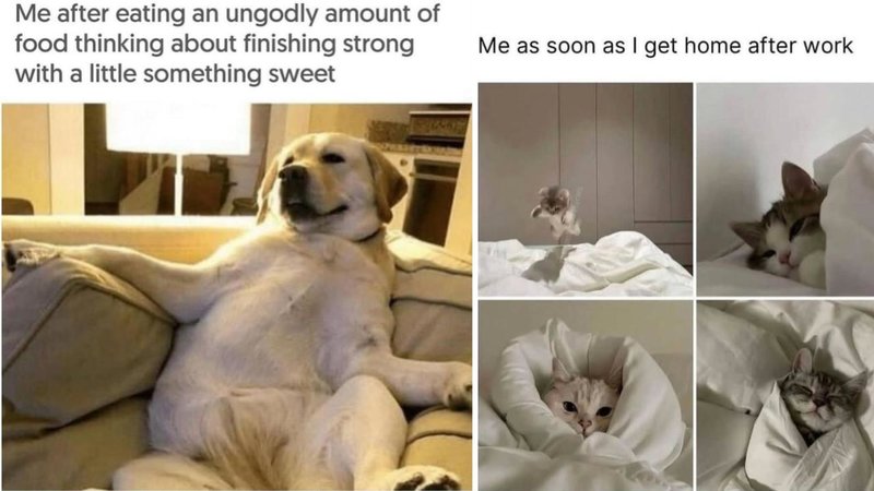 25 Adorably Hilarious Animal Memes To Improve Your Morning | Know Your Meme