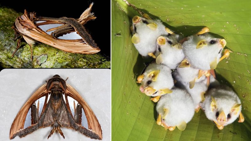 25 Weird And Wacky Animals You May Have Never Seen Before | Know Your Meme
