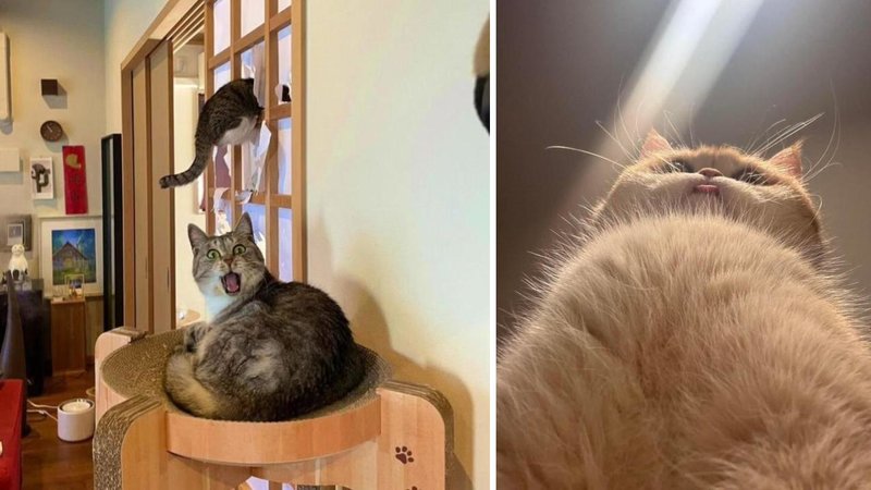 25 Relatable Cats Making Us Smile Today | Know Your Meme
