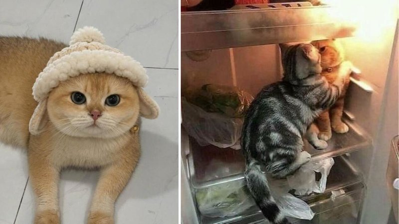 25 Cats Just Being Cats | Know Your Meme