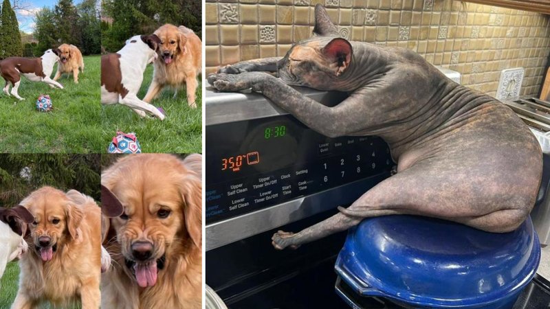 25 Adorably Derpy Animals We Love | Know Your Meme