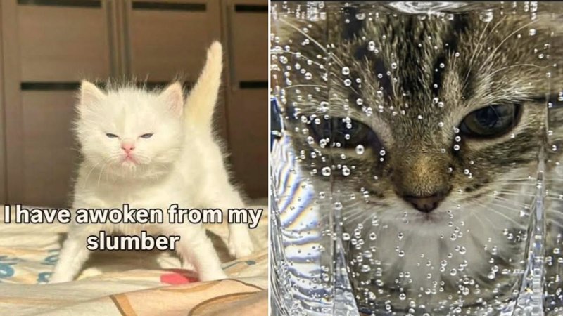 25 Cats Just Being Cats | Know Your Meme