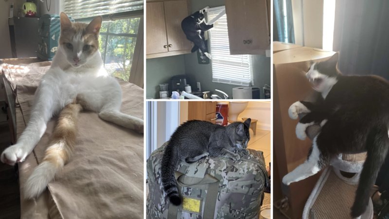 20 Cats That Will Make You Wonder What Goes On In Their Heads | Know ...