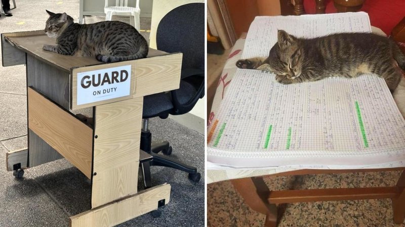 25 Cats At Work | Know Your Meme