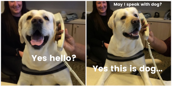 "Dog on the Phone" Memes That Will Bring You Joy | Know Your Meme