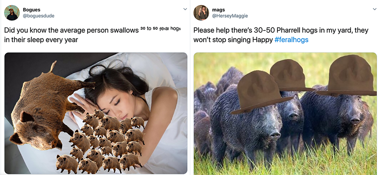 What's The Best Way To Combat 30-50 Feral Hogs In Your Yard? These 15 ...