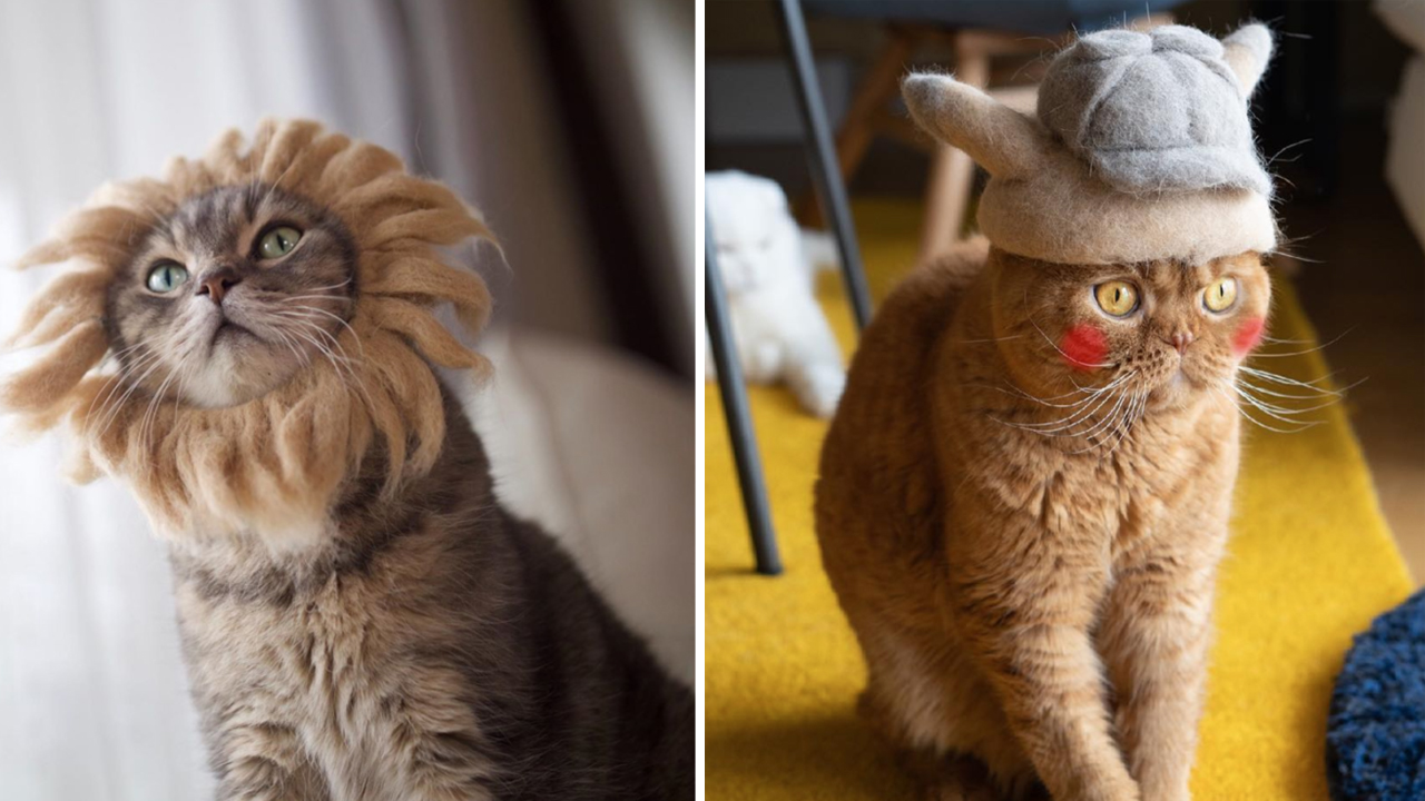 A Japanese Photographer Decided To Put Fur Hats On Cats, Here's The ...