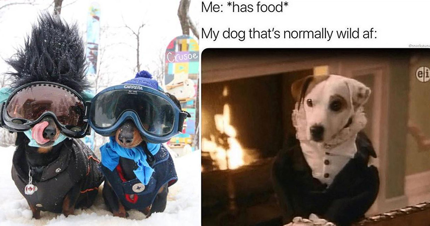 Adorable Doggo Memes to Celebrate #InternationalDogDay | Know Your Meme
