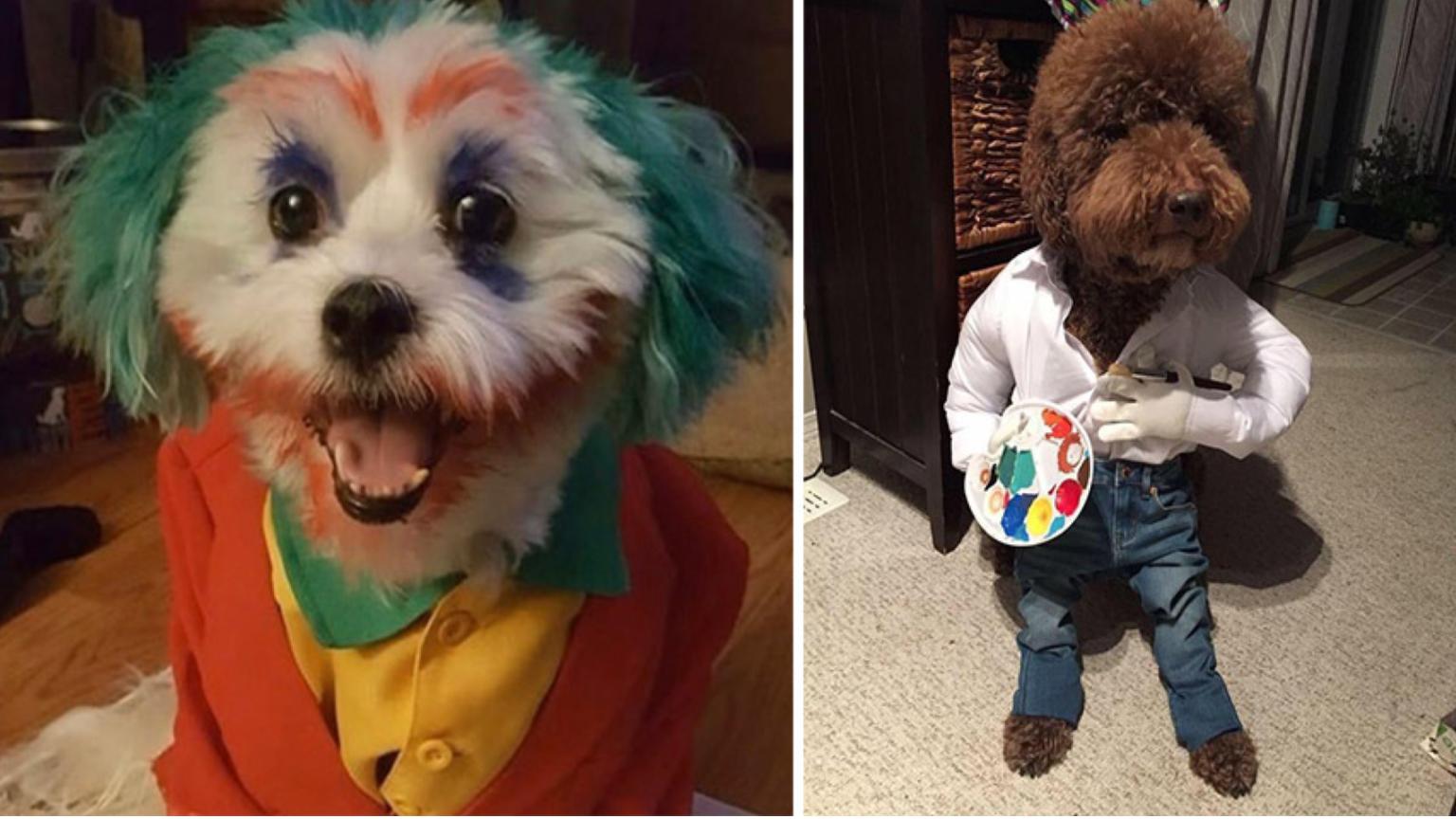 20 Of The Best-Dressed Dogs On Halloween | Know Your Meme