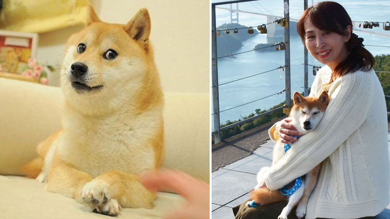 Chatting With Atsuko Sato, The Owner Of The Internet's Favorite Shiba ...