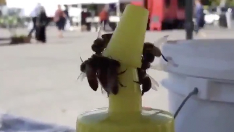 Bees Work Together To Unscrew Honey Cap In Inspiring, Terrifying Viral ...