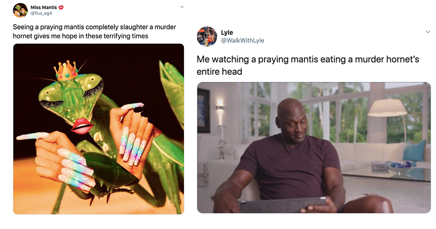 The Praying Mantis Is Here To Save 2020 | Know Your Meme