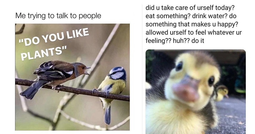 15 Wholesome Memes Bound To Make You Feel Better | Know Your Meme