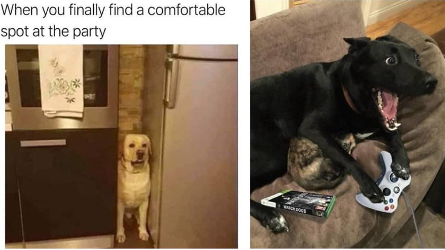 15 Dog Memes That Are Way Too Relatable | Know Your Meme