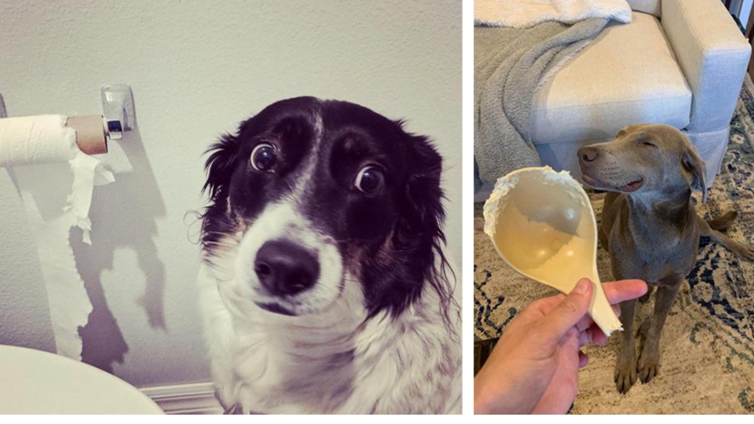 15 Extremely Guilty-Looking Dogs | Know Your Meme