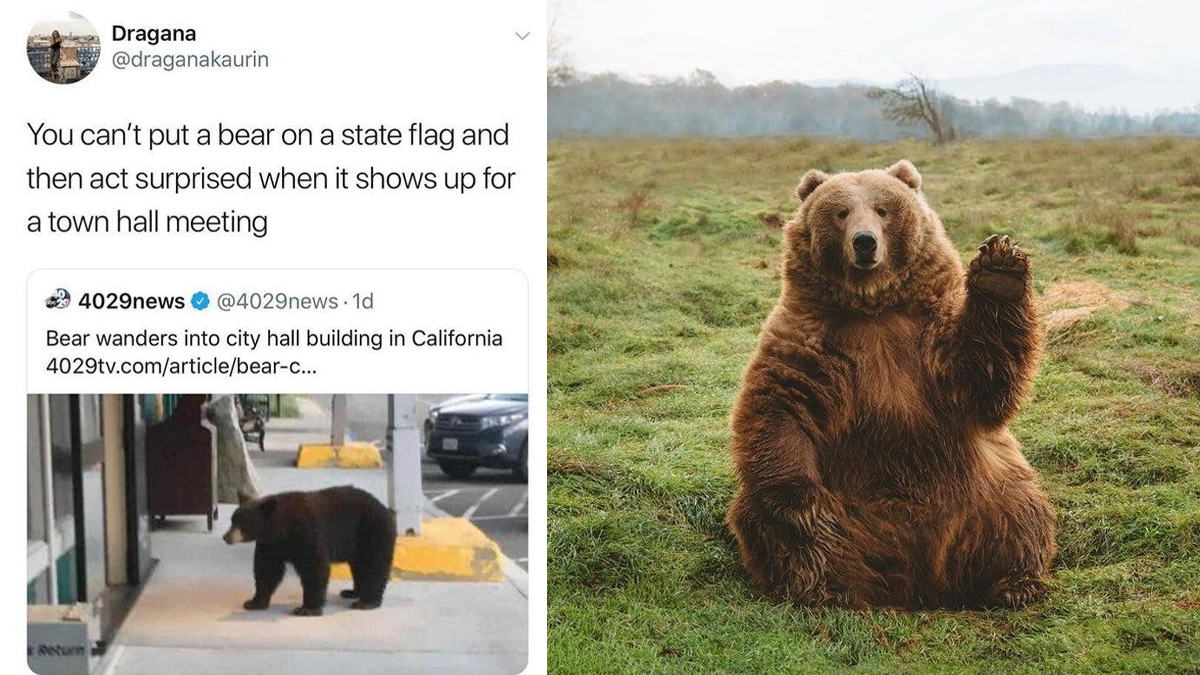 15 Cute And Funny Bears Living It Up Just Like Us Humans | Know Your Meme
