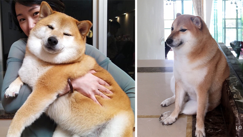 Chatting With Cheems: Balltze’s Owner Gives Us Some Personal Insight Into Life W... | Know Your Meme