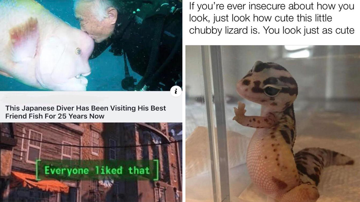 14 Of The Best Wholesome Memes From This Week | Know Your Meme