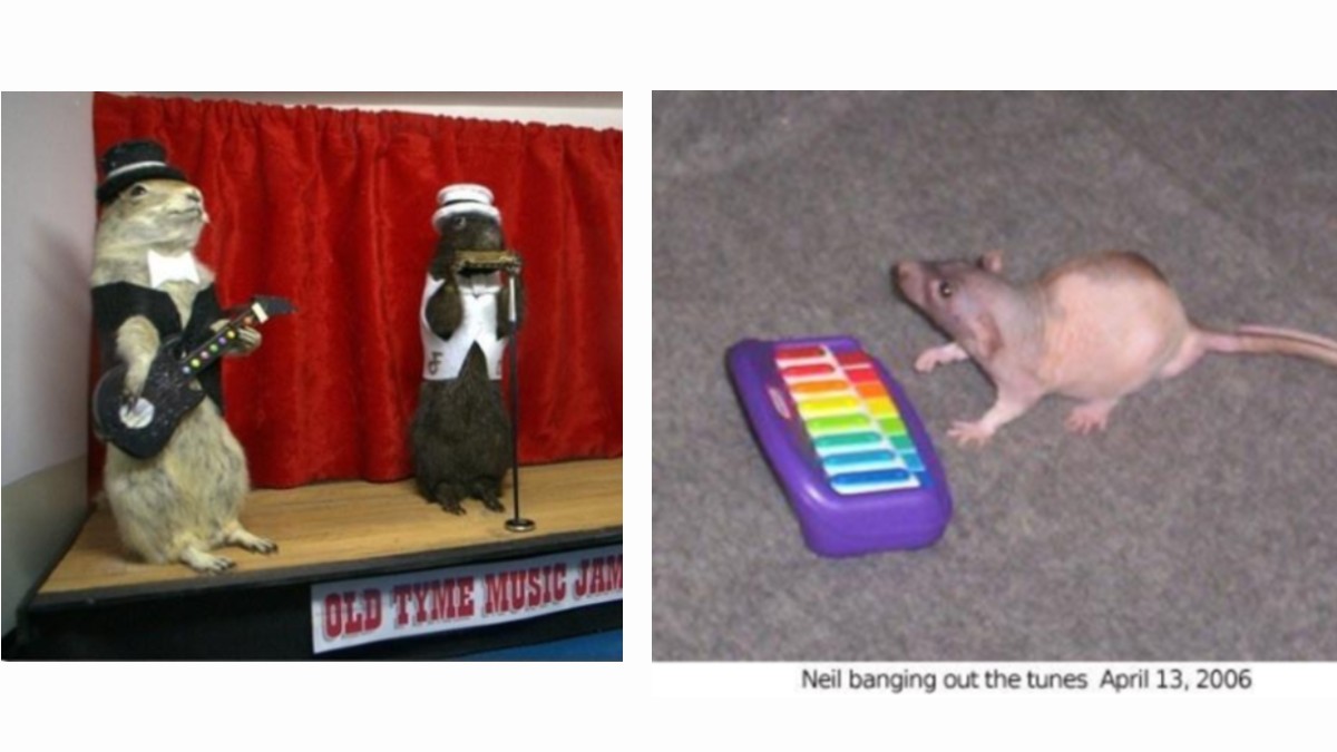 15 Animals With Undeniable Musical Talent | Know Your Meme