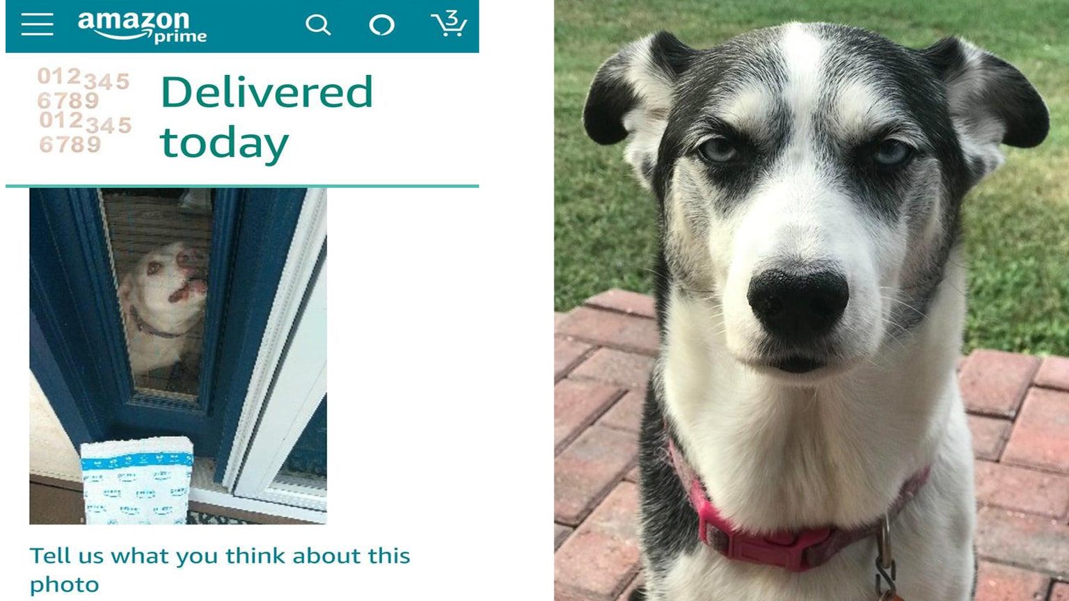 25 Pictures To Make You Wonder 'What's Wrong With Your Dog?' | Know ...