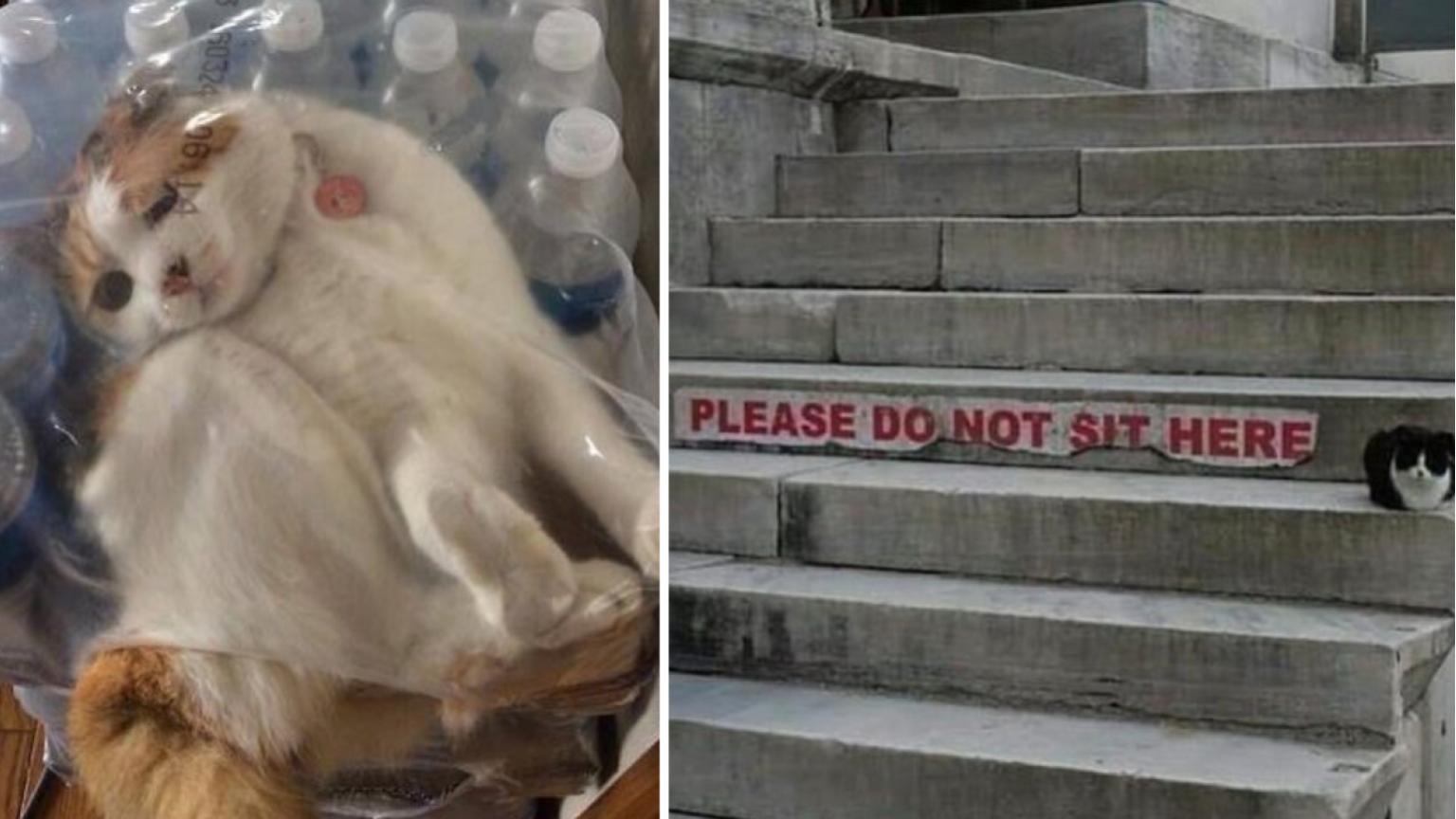 19 Cats Caught In Places They Shouldn't Be | Know Your Meme