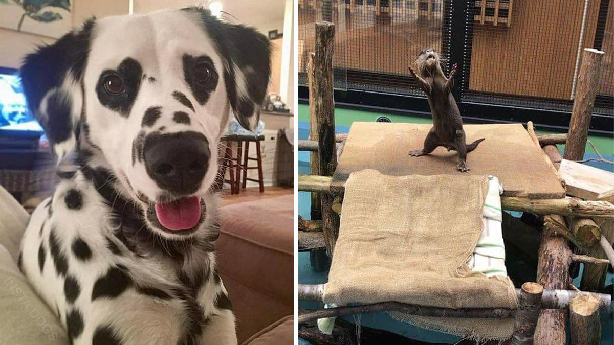 25 Of The Best Cute Animal Posts To Cleanse Your Eyes From Those ...
