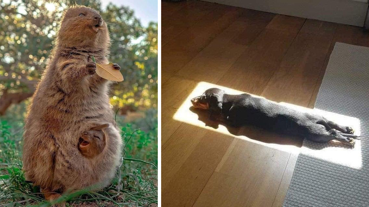 Cleanse Your Mind With These 25 Wholesome Posts From 'Eye Bleach ...