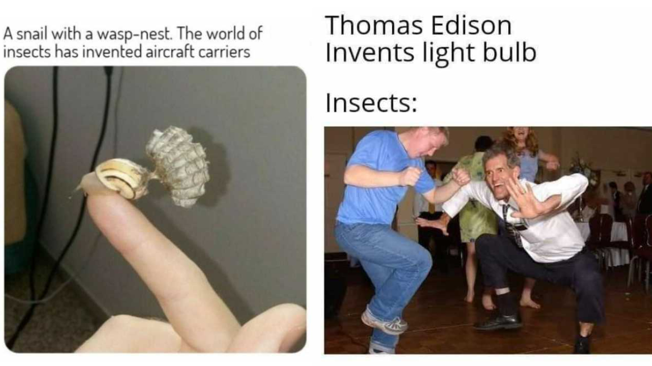 14 Creepy Crawly Memes To Remind You That Insect Season Is Upon Us ...