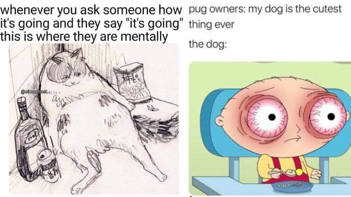 The Best Memes That Made It Past Our 'Meme Checkpoint' Facebook ...