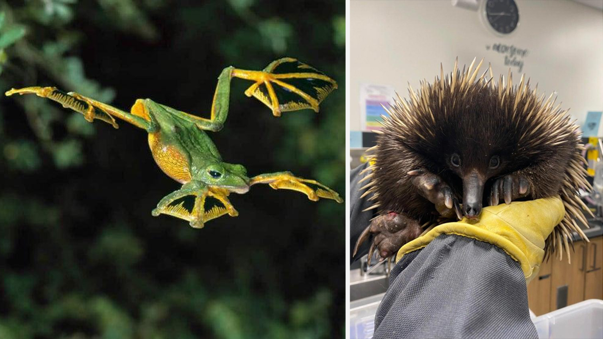 Learn Some Fun Facts About Unusual Animals With These 15 Incredible ...