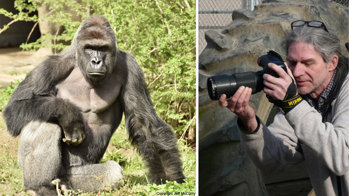 Harambe's Personal Photographer Opens Up About His Viral Images And The ...