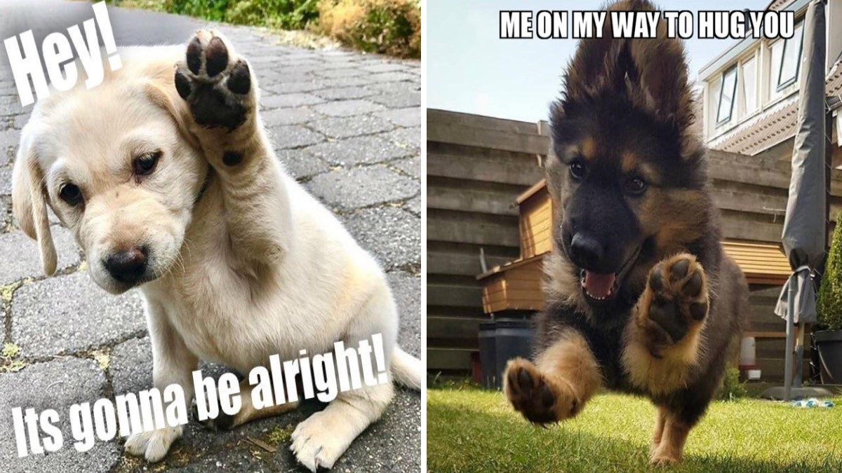 15 Adorable Dog Memes For Anyone Having A Bad Day | Know Your Meme