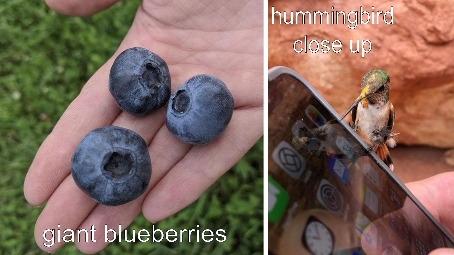 24 Of Reddit's Best Mildly Interesting Images | Know Your Meme