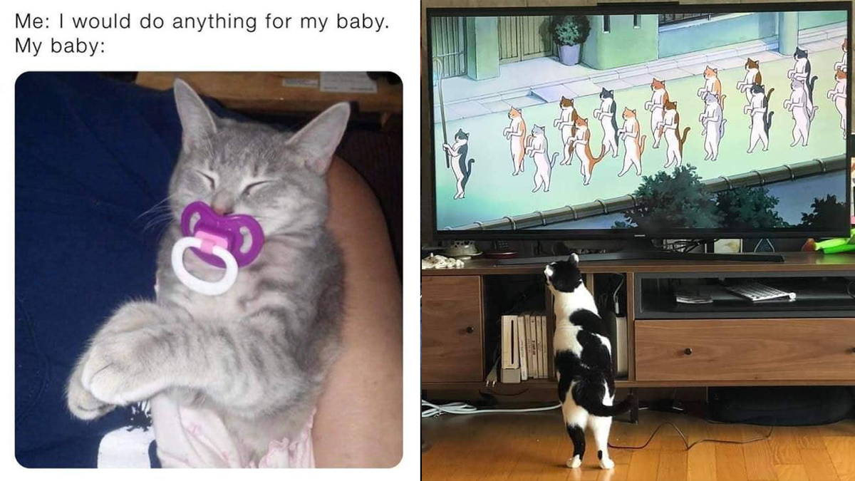 20 Cat-Themed Memes Cat Owners Everywhere Will Understand | Know Your Meme